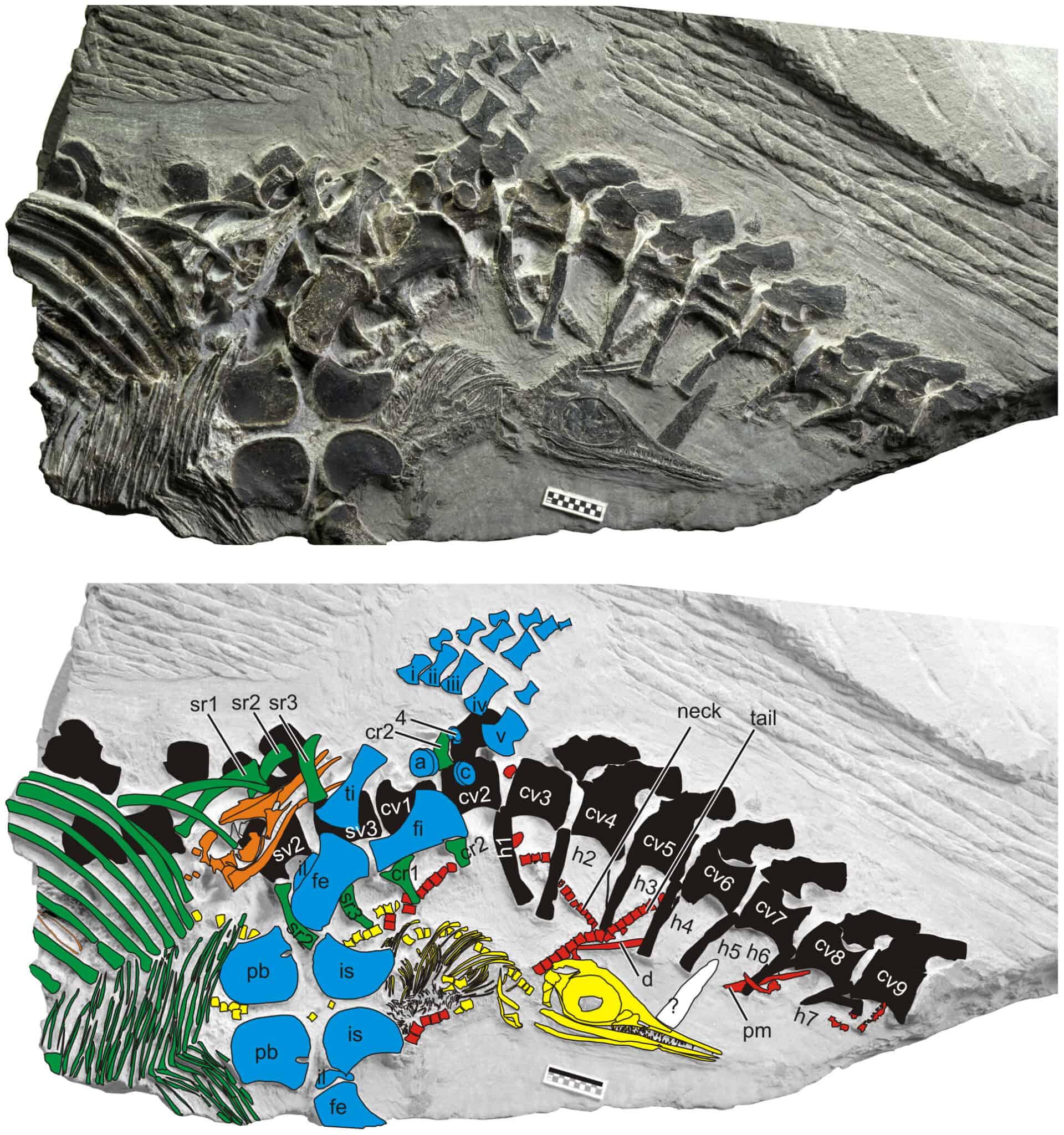 Fossils in Motion - Creation Experience Museum